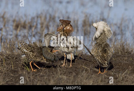 Ruff male lekking; Kemphaan man baltsend Stock Photo - Alamy