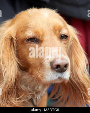 North Yorkshire, England, UK. Cocker Spaniel sitting on moorland, in ...
