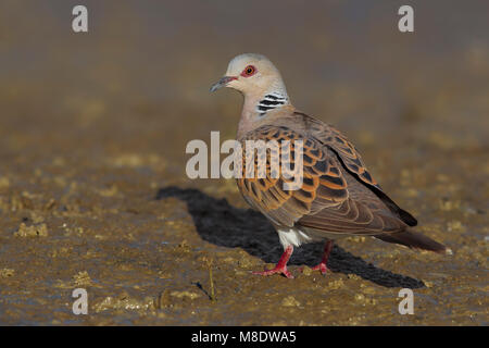 Tortelduif; Turtle Dove Stock Photo - Alamy