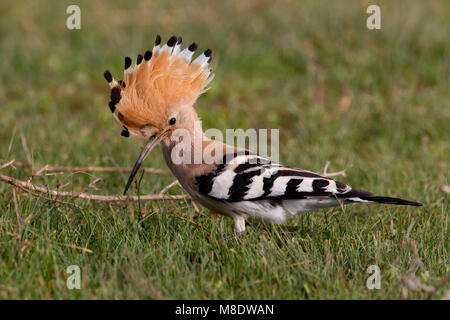 Hop foeragerend; Hoopoe foraging Stock Photo - Alamy