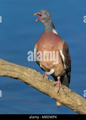 Houtduif zittend; Common Wood Pigeon perched Stock Photo - Alamy