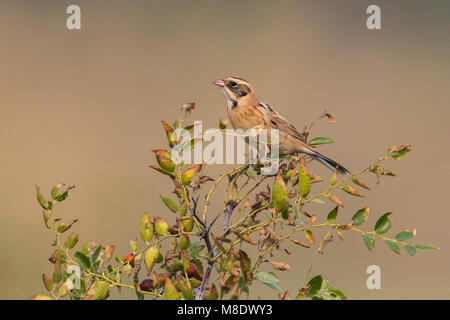 Japanse Rietgors; Ochre-rumped Bunting Stock Photo - Alamy