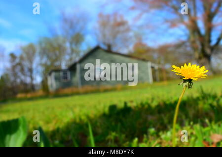 Dandelion plants in front of an old wall overgrown with lichen Stock ...