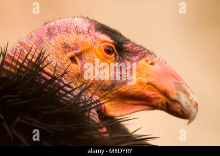 A Wild California condor (Gymnogyps californianus) soaring over the ...