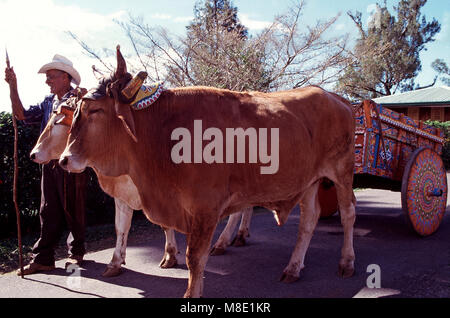 Traditional Costa Rican decorated ox carts, carretas, parade down ...