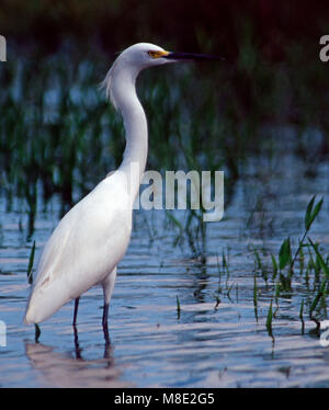 Snowy egret,Costa Rica Stock Photo - Alamy