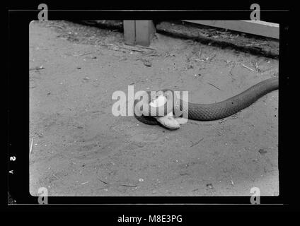Tel Aviv Zoo. Rat caught by snake & squeezed to death. 1934, Israel ...