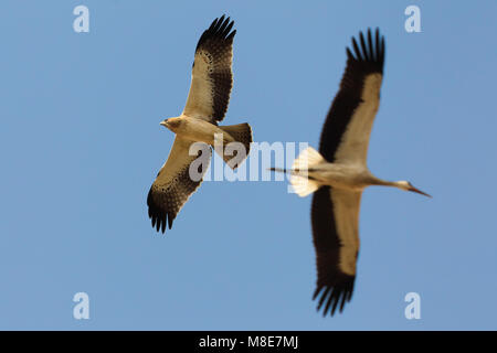 Lichte fase Dwergarend in de vlucht; Light morph Booted Eagle in flight ...