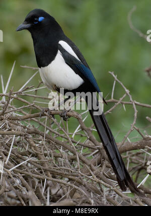 Maghrebekster, Maghreb Magpie, Pica mauretanica, Morocco, adult Stock ...