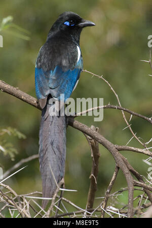 Maghrebekster, Maghreb Magpie, Pica mauretanica, Morocco, adult Stock ...