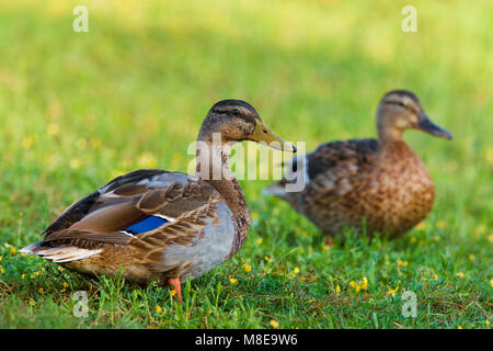 Mannetje Wilde Eend in eclipskleed; Male Mallard in eclips Stock Photo ...