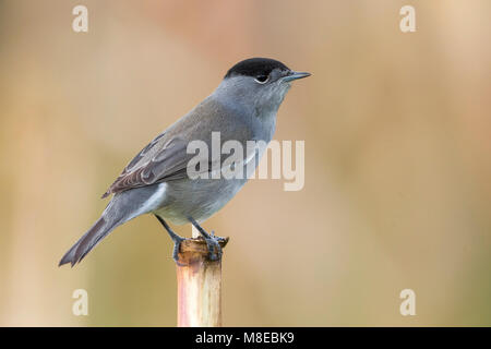 Zwartkop ssp gularis; Blackcap Stock Photo - Alamy