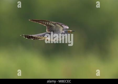 Koekoek vliegend; Common Cuckoo flying Stock Photo - Alamy
