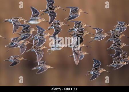 Watersnip in vlucht, Common Snipe in flight Stock Photo - Alamy