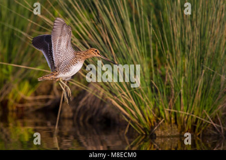 Watersnip in vlucht, Common Snipe in flight Stock Photo - Alamy