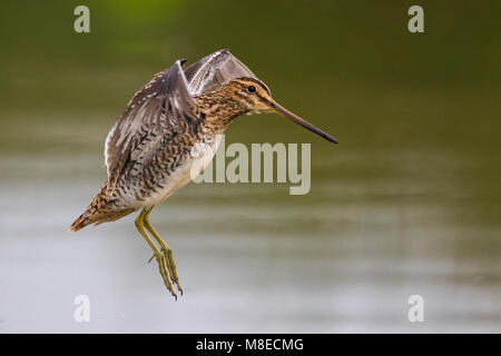 Watersnip in vlucht, Common Snipe in flight Stock Photo - Alamy