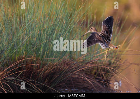 Watersnip in vlucht, Common Snipe in flight Stock Photo - Alamy