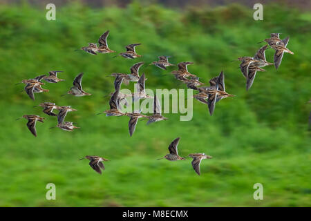 Watersnip in vlucht, Common Snipe in flight Stock Photo - Alamy