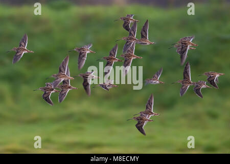 Watersnip in vlucht, Common Snipe in flight Stock Photo - Alamy