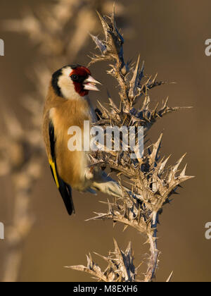 putter; European goldfinch Stock Photo - Alamy
