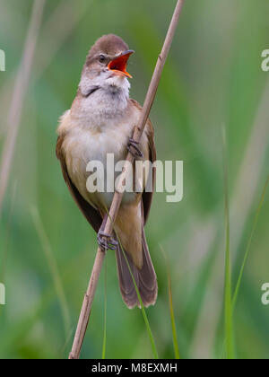 Great Reed Warbler singing in Reed, june 2020 | usage worldwide Stock ...
