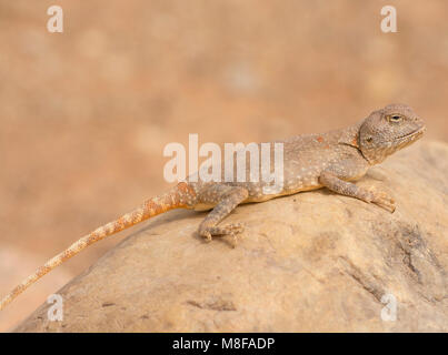 Female Moroccan Desert Agama (Trapelus mutabilis) sat on a rock in the ...