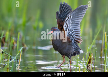 Water rail Rallus aquaticus, stretching wings, walking across frozen ...