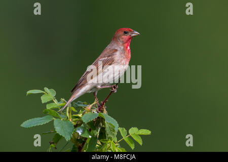 Roodmus; Scarlet Rosefinch Stock Photo - Alamy