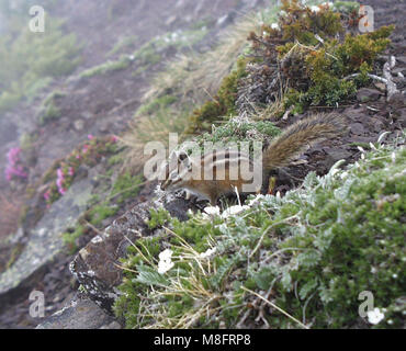 Olympic chipmunk, Olympic National Park, Washington Stock Photo - Alamy