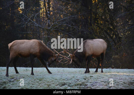 animals mammals male Elk Battle rut Stock Photo - Alamy