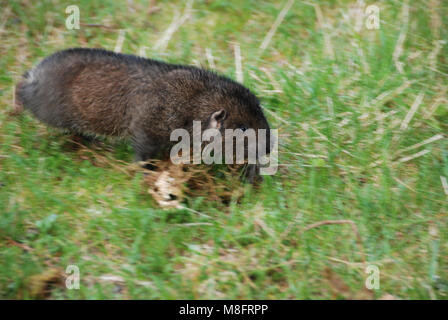 A beaver Biosphere Nature Reserve Stock Photo: 23047589 - Alamy