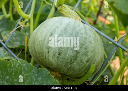 Kabocha squash growing Stock Photo: 177369367 - Alamy