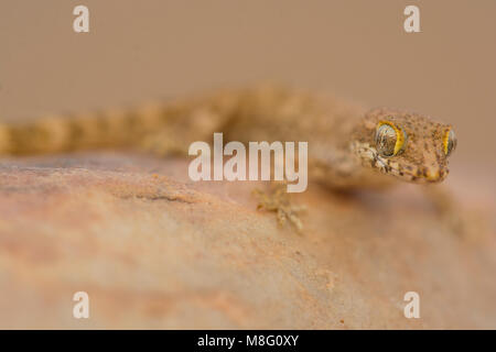 Algerian Sand Gecko (Tropiocolotes algericus) in the Western Saharan ...