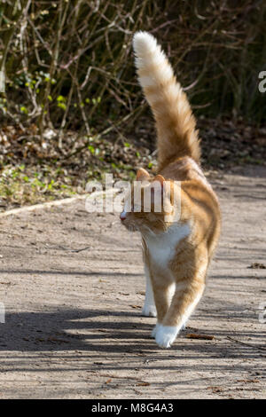 Defensive domestic cat with hackles up and fluffed up raised fur along ...