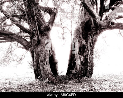 Old Tree Split In Half Stock Photo - Alamy