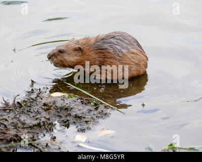 Ondatra zibethicus, Muskrat. Russia, Moscow Stock Photo - Alamy