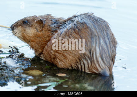 Ondatra zibethicus, Muskrat. Russia, Moscow Stock Photo - Alamy