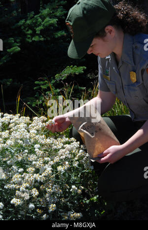 Olympic National Park Rangers are collecting seeds of pearly ...
