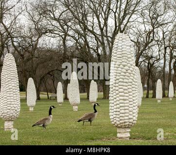 Dublin, Ohio, USA. 17th Mar, 2018. Field of Corn (With Osage Orange ...