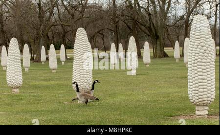 Dublin, Ohio, USA. 17th Mar, 2018. Field of Corn (With Osage Orange ...
