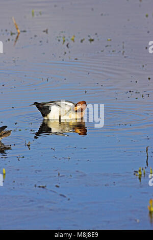 Wigeon male preening Anas penelope Stock Photo - Alamy