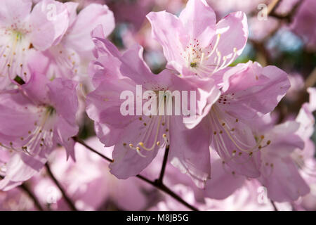 White flowers of the fragrant deciduous azalea, Rhododendron 'Snowbird ...