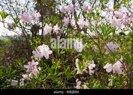 White flowers of the fragrant deciduous azalea, Rhododendron 'Snowbird ...