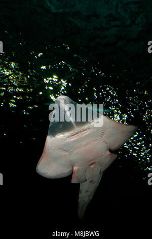 Giant shovelnose guitarfish, Rhinobatos productus Stock Photo - Alamy