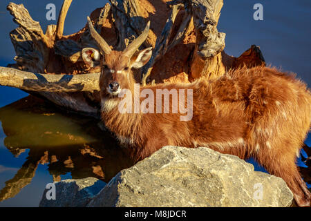Antelope plays in the water Stock Photo - Alamy