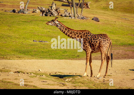 Single Giraffe noticed something in the ground Stock Photo - Alamy