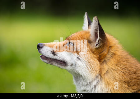 red fox looking up Stock Photo - Alamy