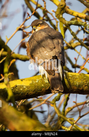 Female Sparrow Hawk Stock Photo - Alamy