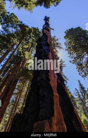 Burn Scars on a giant Sequoia Tree Stock Photo - Alamy