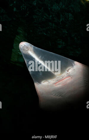 Giant shovelnose guitarfish, Rhinobatos productus Stock Photo - Alamy